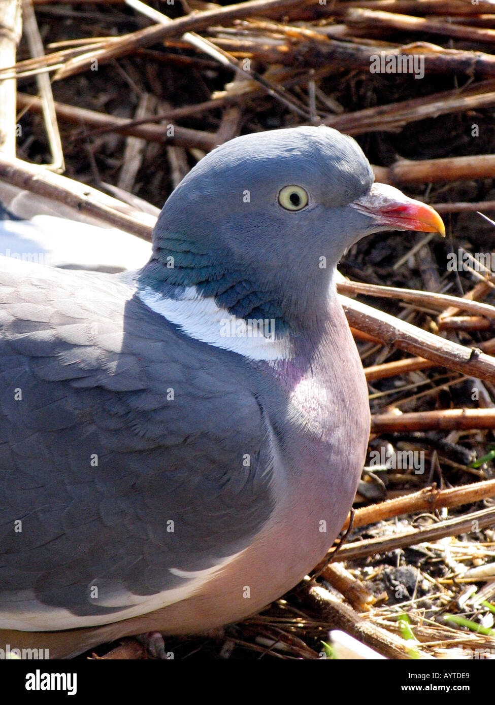 Dead pigeon shoot hi-res stock photography and images - Alamy