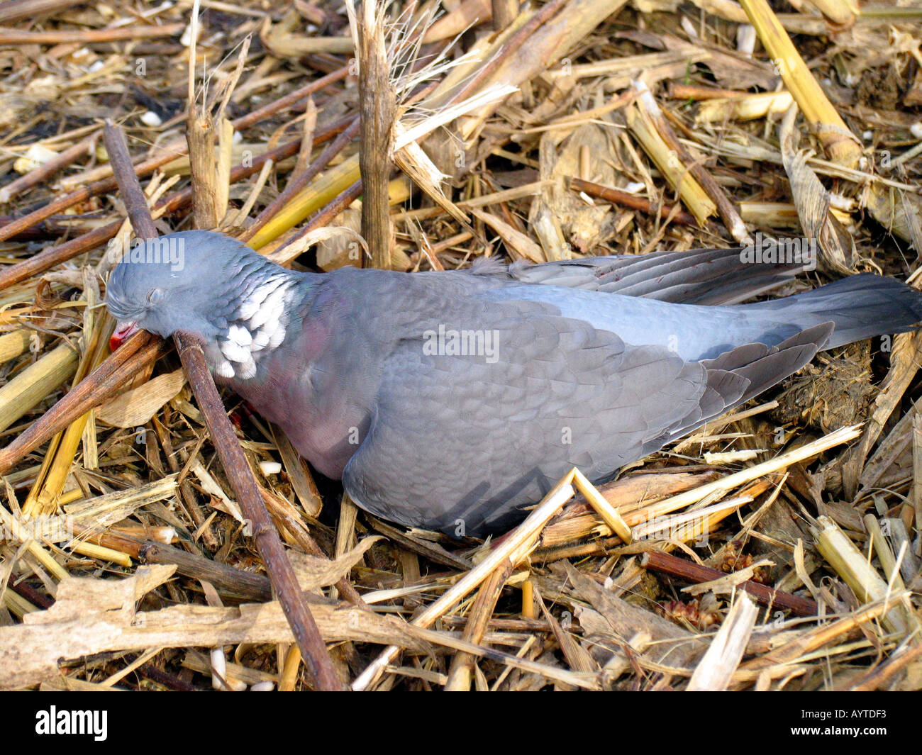 Dead dove hi-res stock photography and images - Alamy