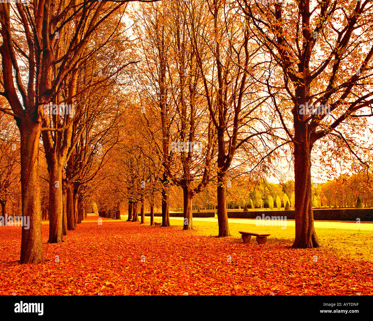 The ground covered with autumn leaves Stock Photo - Alamy
