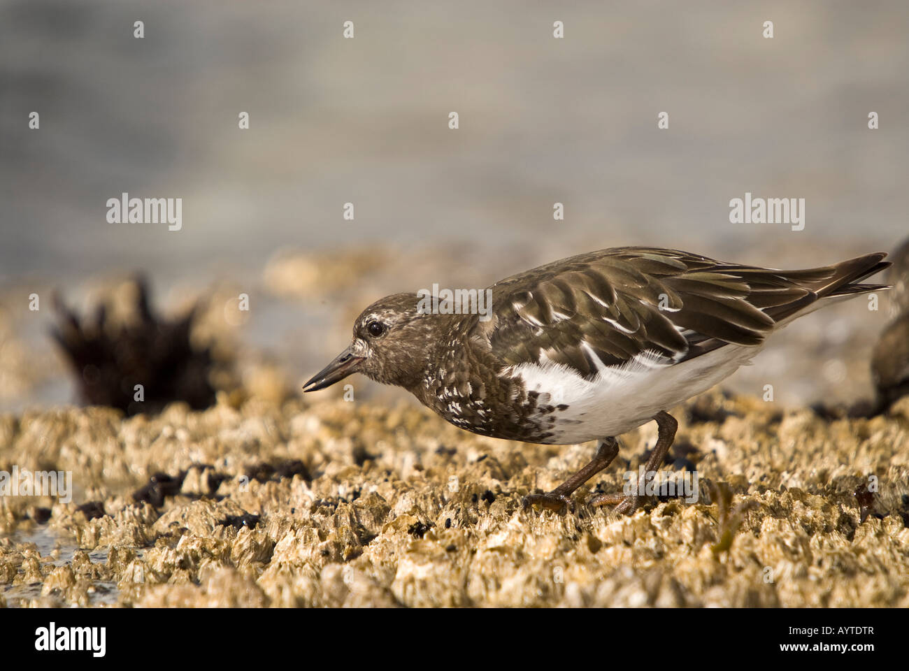 Black turnstone foraging among the barnacles at the water's edge Stock ...