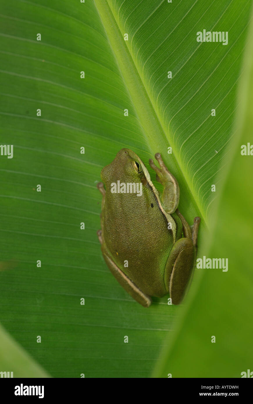 American Tree frog Hyla cinerea Stock Photo - Alamy