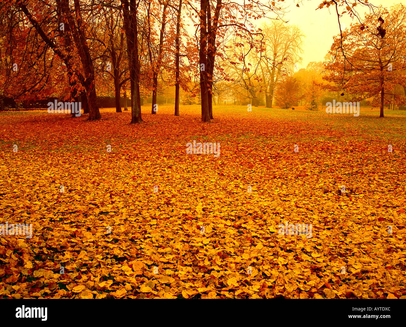 Autumn leaves on the forest ground Stock Photo - Alamy