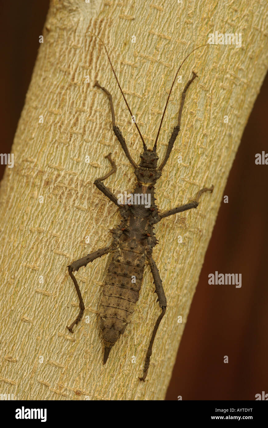 Bug insects hi-res stock photography and images - Alamy