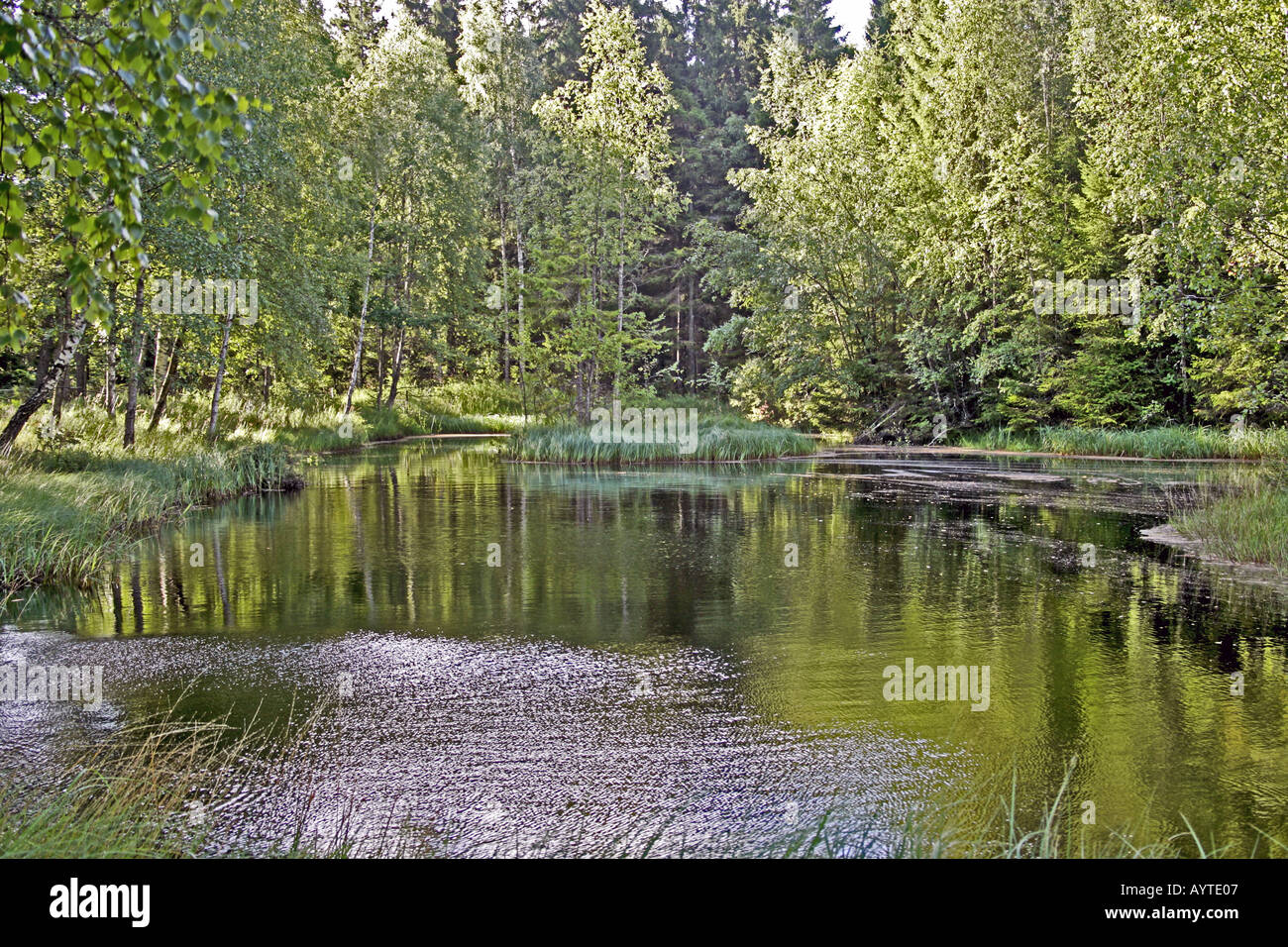 Waldsee Wood Lake Stock Photo - Alamy