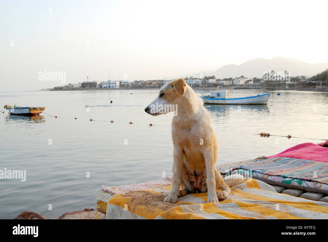 Beach street dahab egypt hi-res stock photography and images - Alamy