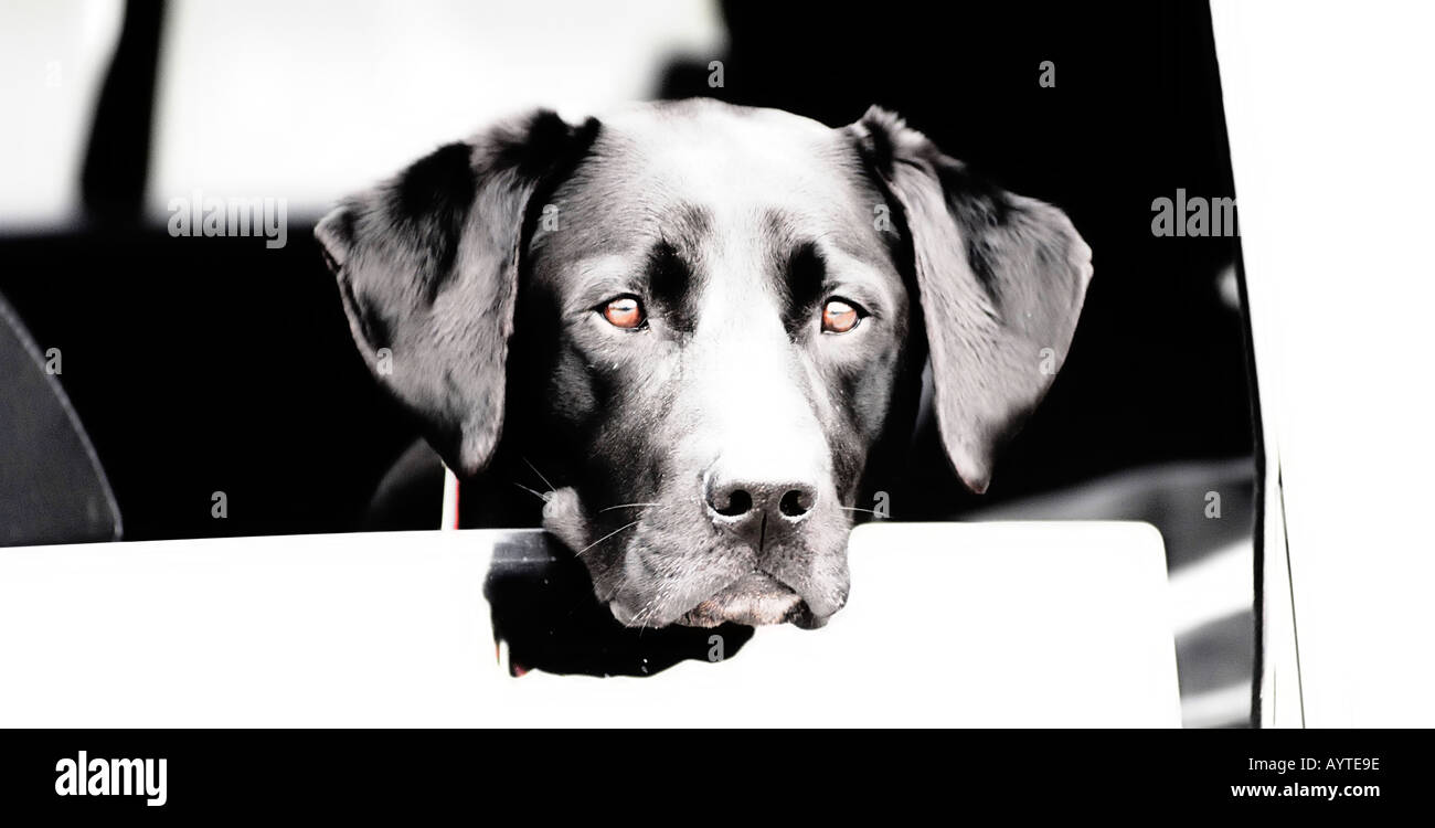 The Poor Sad Dog Stock Photo - Alamy