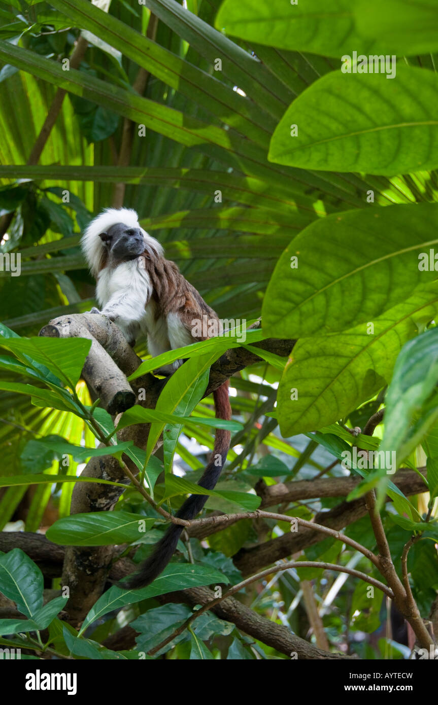 Tamarin habitat hi-res stock photography and images - Alamy
