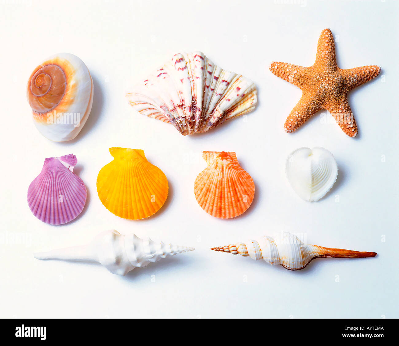 Various kinds of sea shells Stock Photo - Alamy