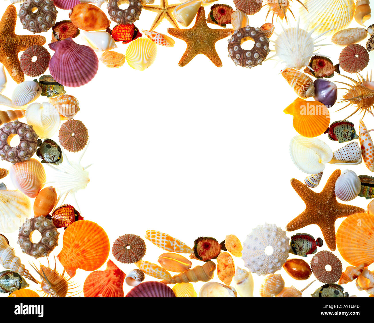 Border of sea shells Stock Photo - Alamy