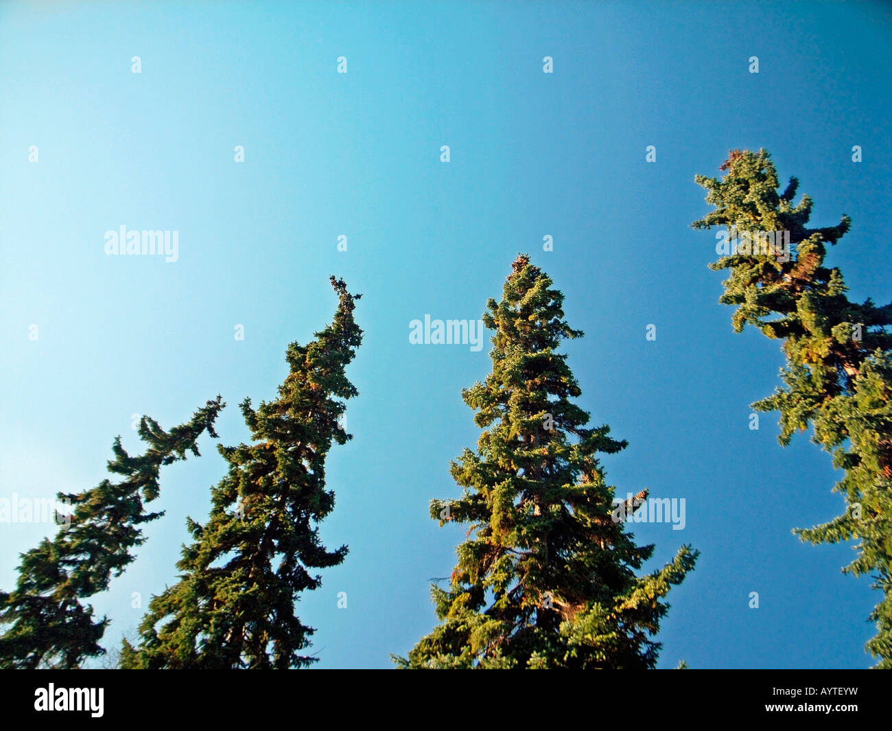 four pointy tree tops Stock Photo - Alamy