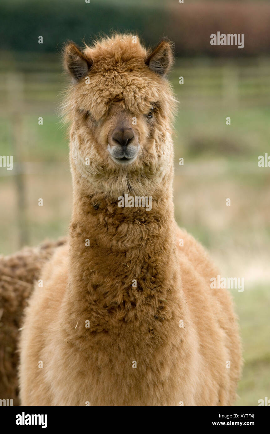 Close up alpaca hi-res stock photography and images - Alamy