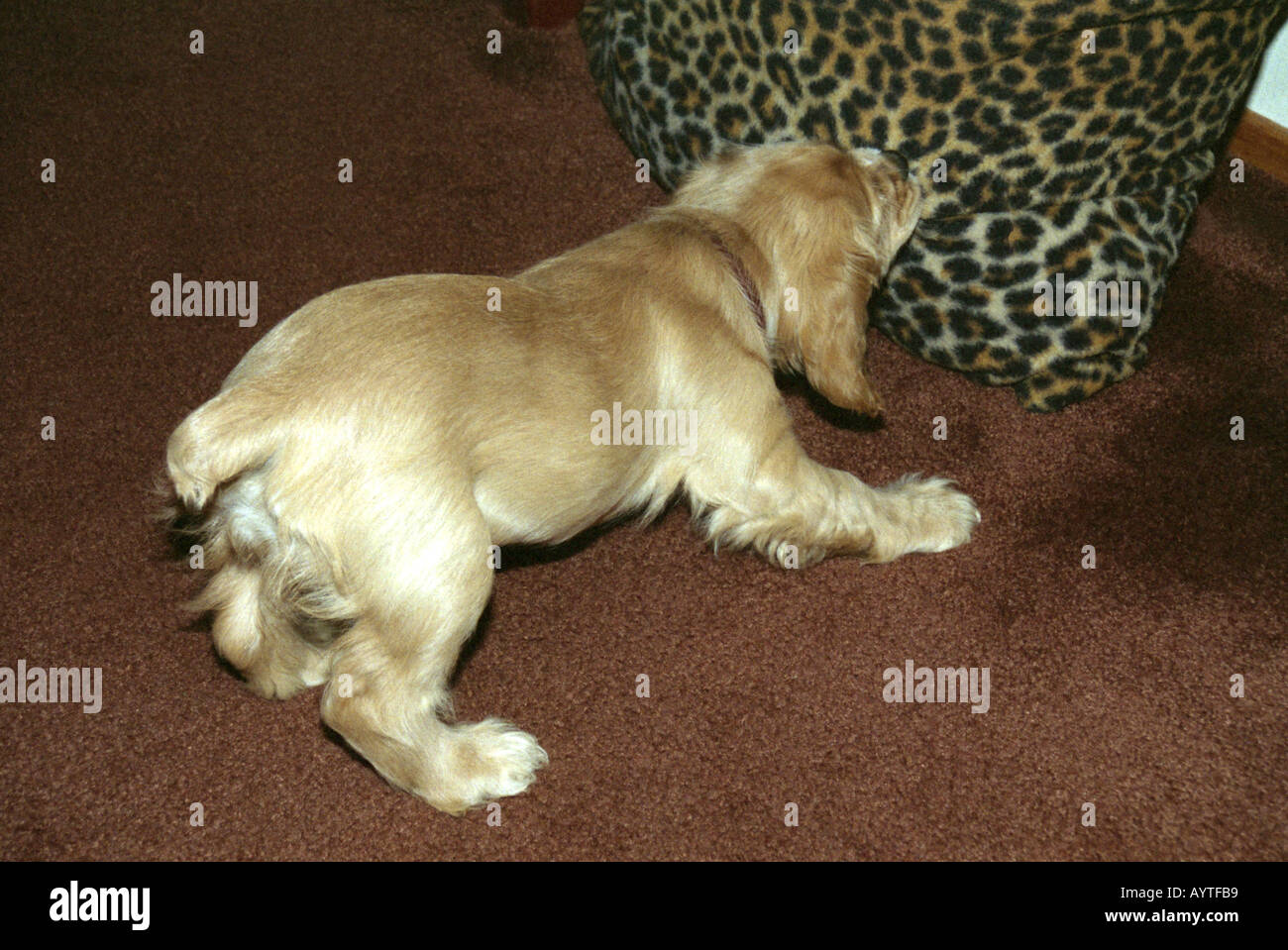 Chewing pillow hi-res stock photography and images - Alamy