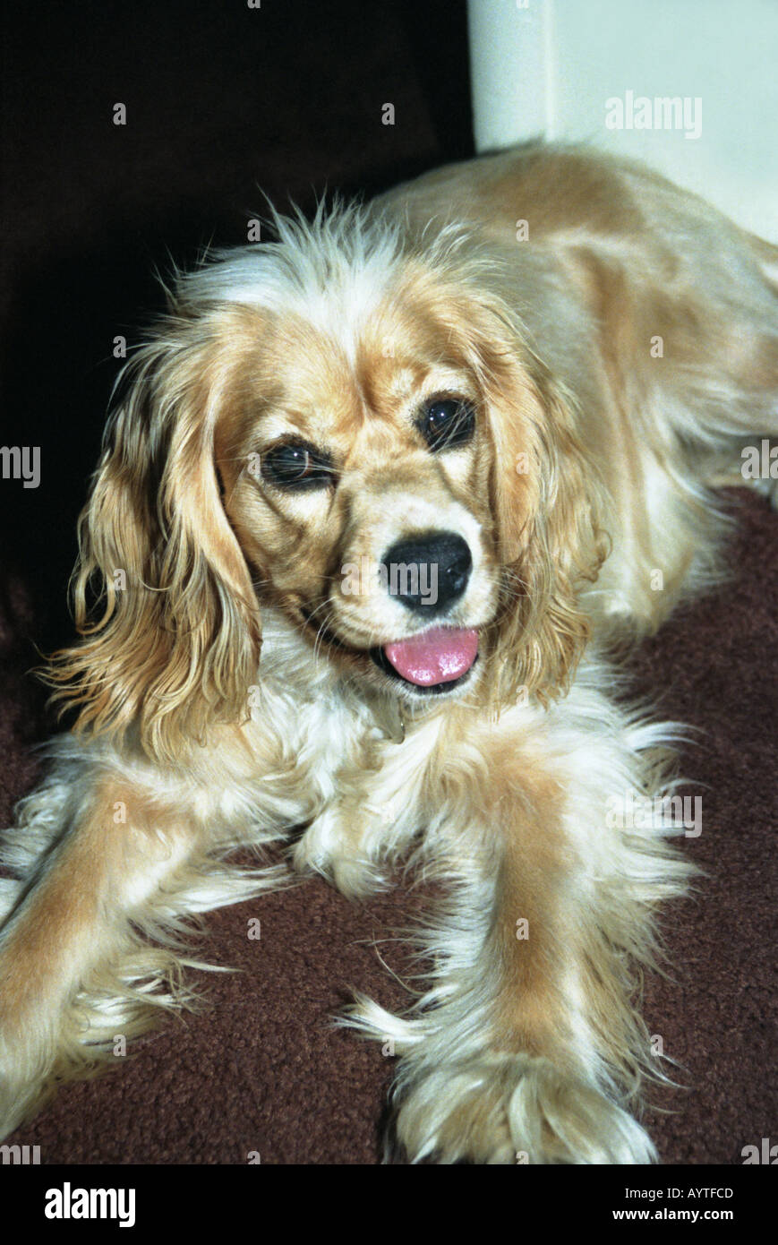 Shaggy cocker spaniel smiling Stock Photo - Alamy