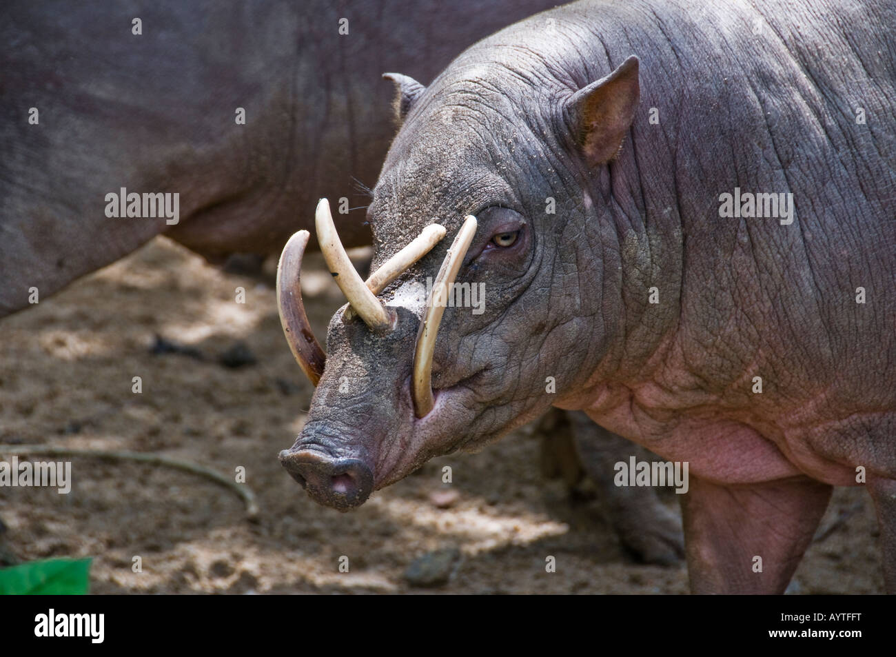 Pig deer hi-res stock photography and images - Alamy