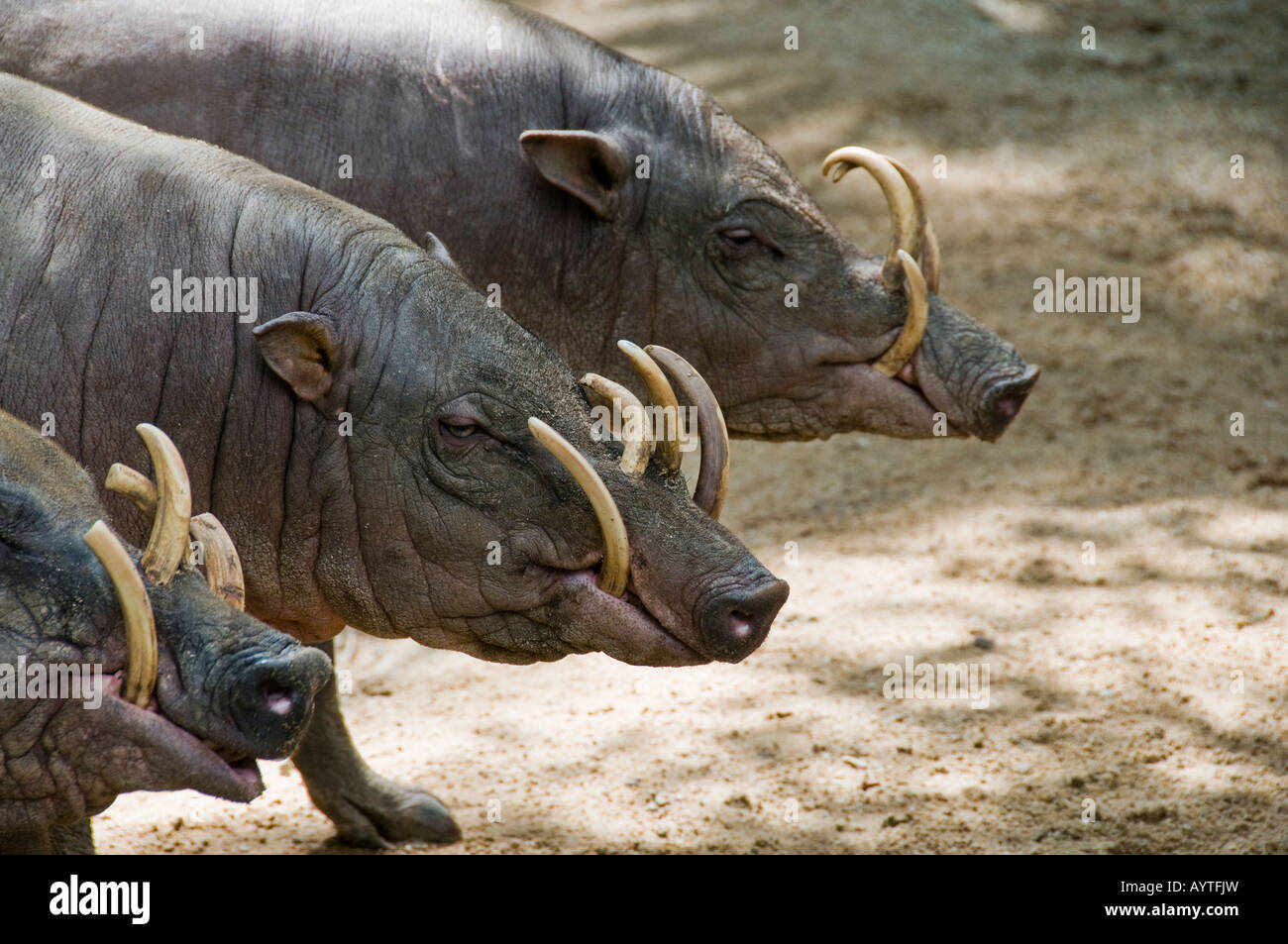 Babirusa pig deer babyrousa hi-res stock photography and images - Alamy