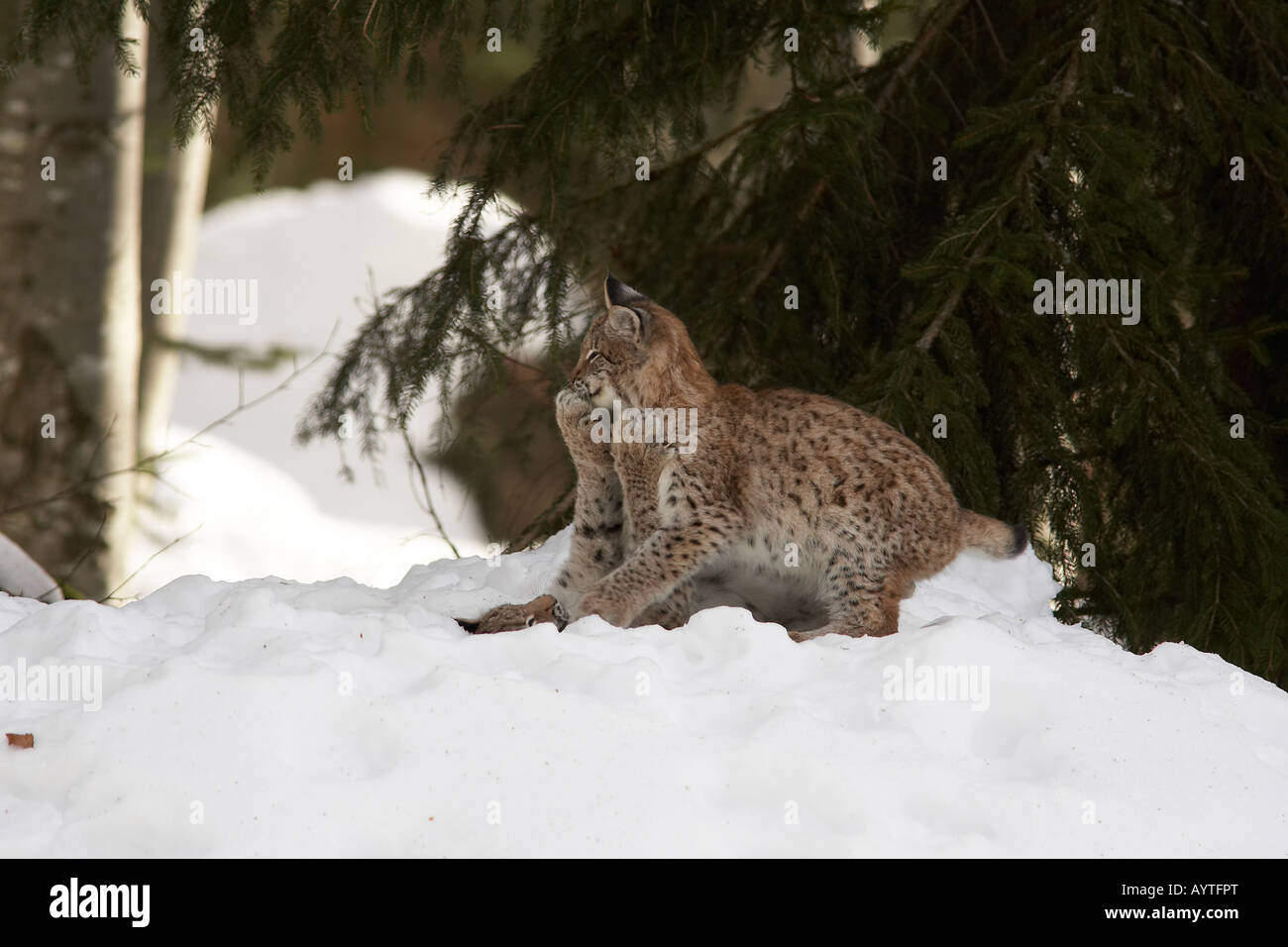 Eurasian Lynx Lynx lynx Bavarian forest Germany cubs playing in the ...