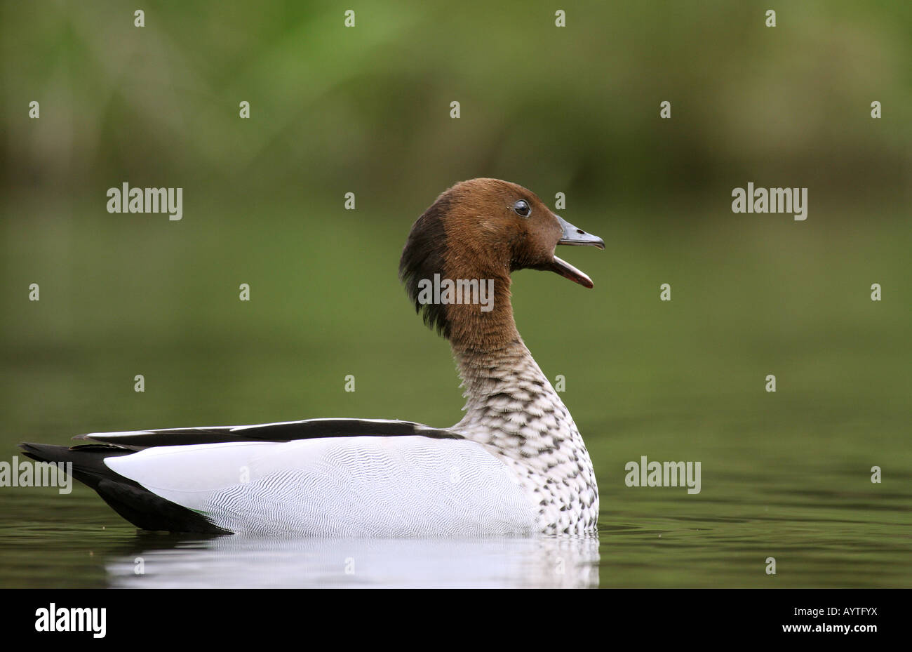 Wood (maned) duck, chenonetta jubata, single male Stock Photo - Alamy