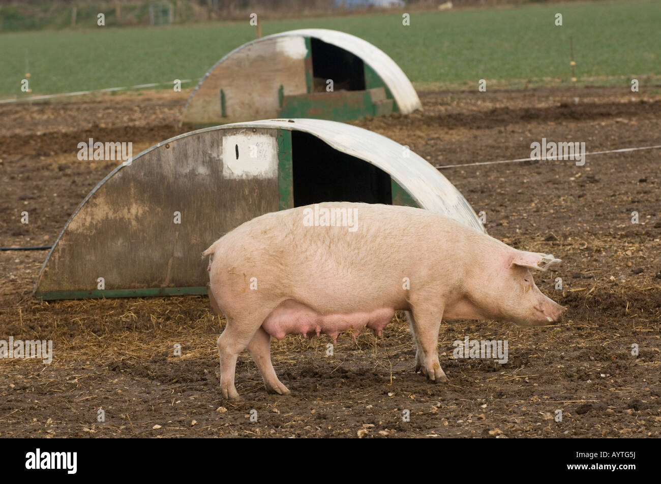 Sow piglets field hi-res stock photography and images - Alamy