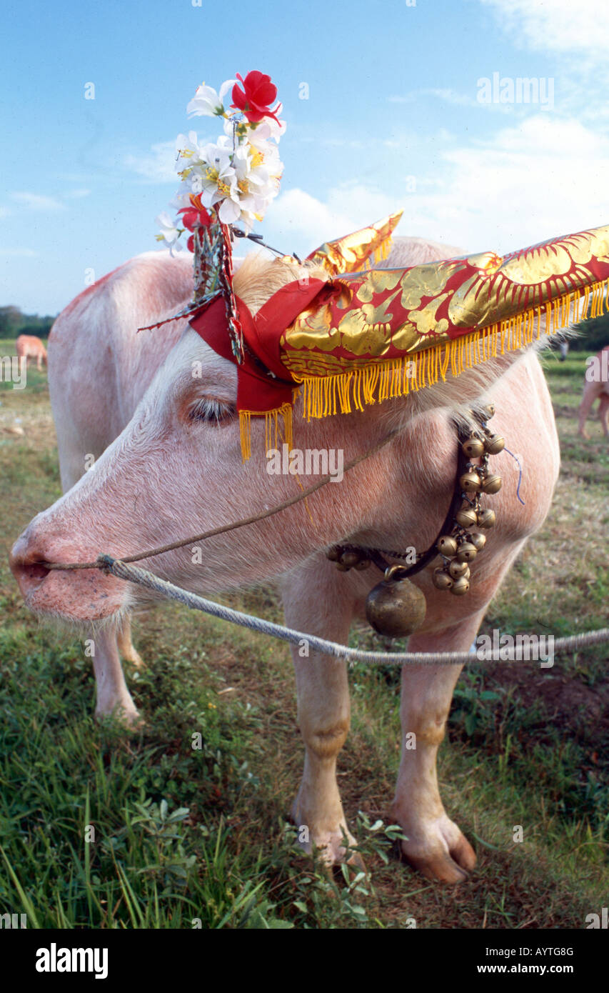 A prized white buffalo adorned to take part in the west Balinese sport ...