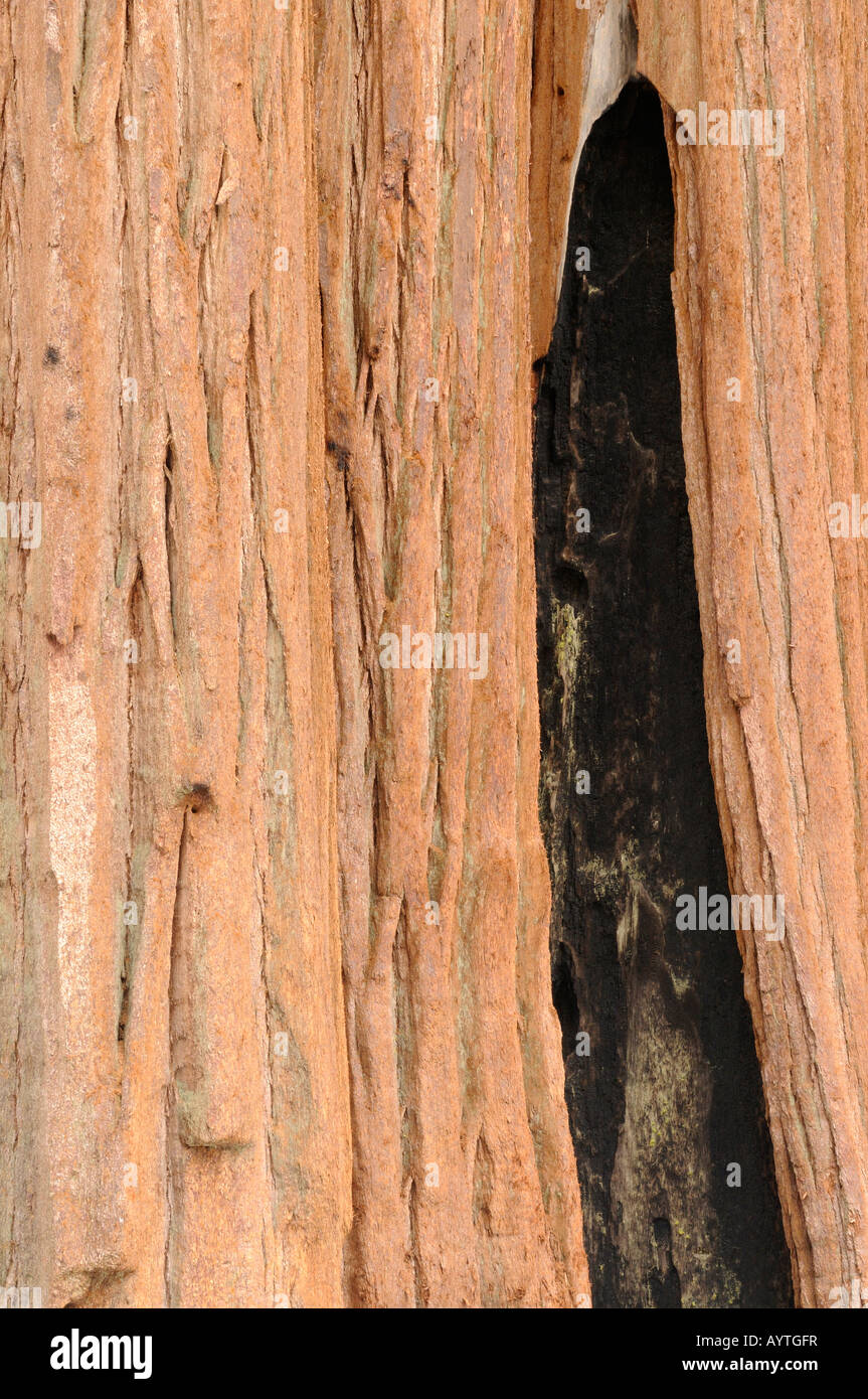Three giant redwood trunks hi-res stock photography and images - Alamy
