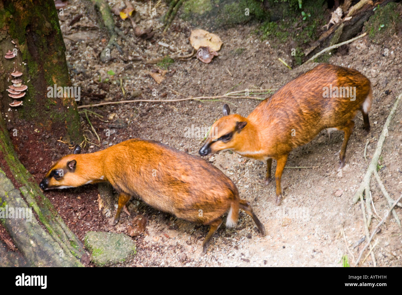 Mousedeer hi-res stock photography and images - Alamy