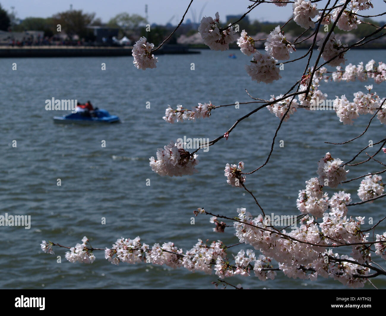 Cherry Blossoms frame paddle boaters during Washington D.C.'s Cherry ...