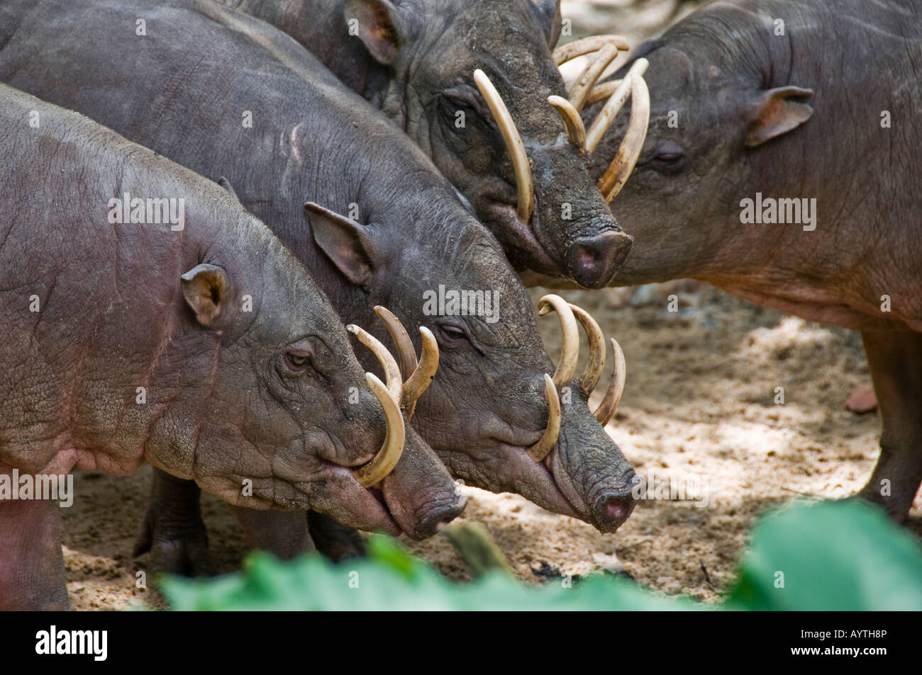 Pig deer hi-res stock photography and images - Alamy