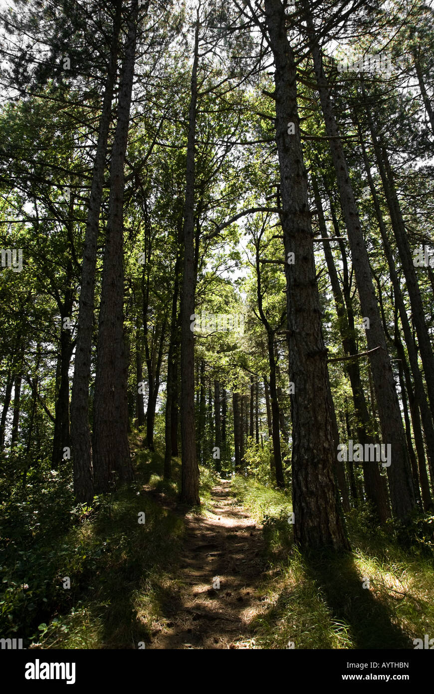 The ancient pinewood of Monte Aquilone, Perticara, Urbino, Marche ...