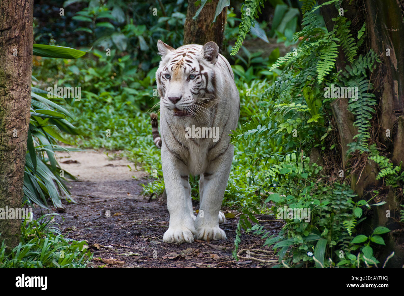 White tiger at Singapore Zoo Stock Photo - Alamy