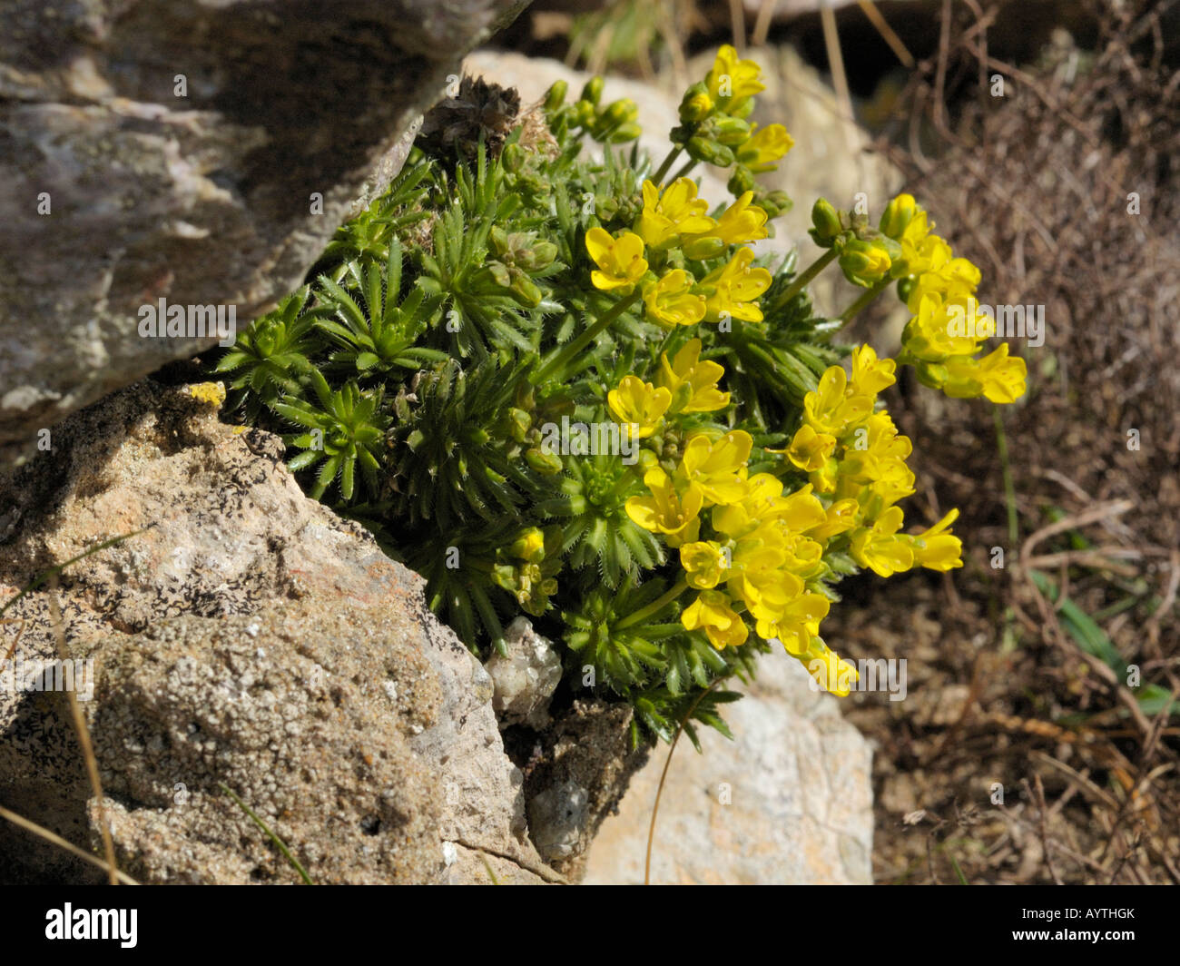 Draba yellow whitlow grass hi-res stock photography and images - Alamy
