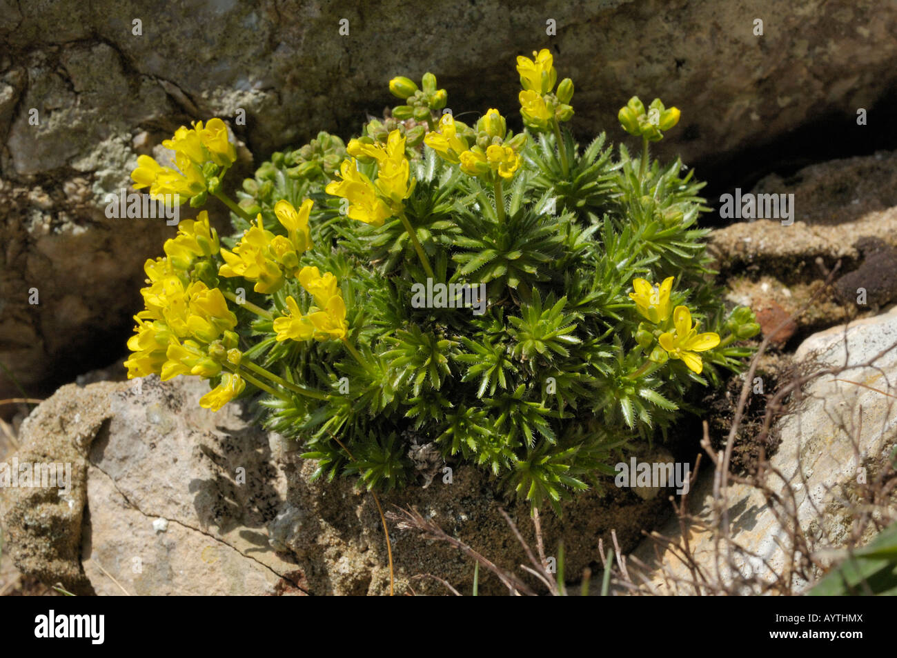 Yellow whitlow grass draba hi-res stock photography and images - Alamy