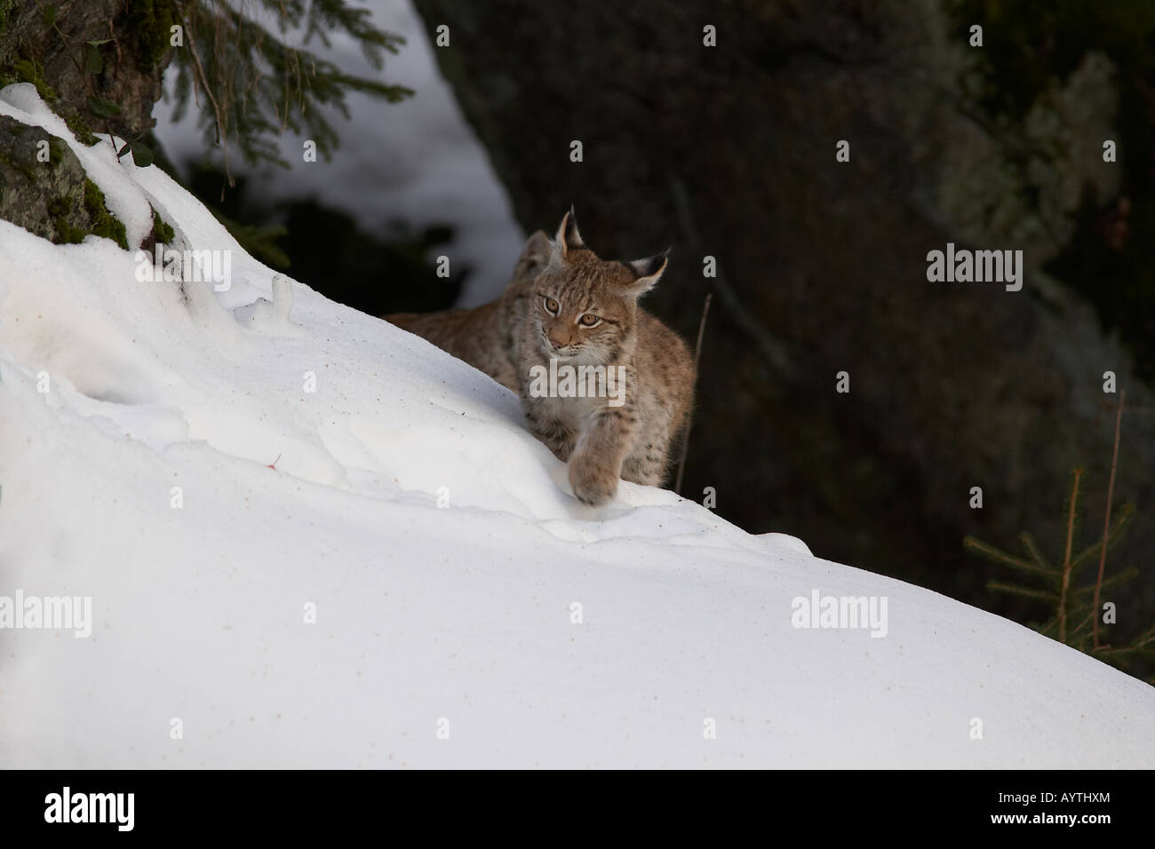 Eurasian Lynx Lynx lynx Bavarian forest Germany cubs walking in the ...