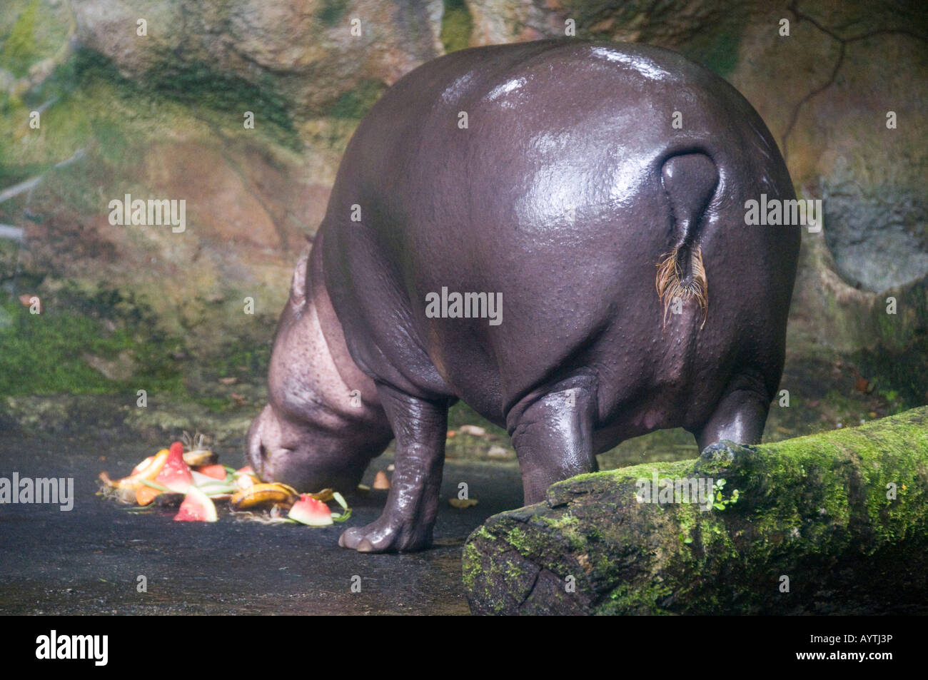 Baby hippo eating hi-res stock photography and images - Alamy