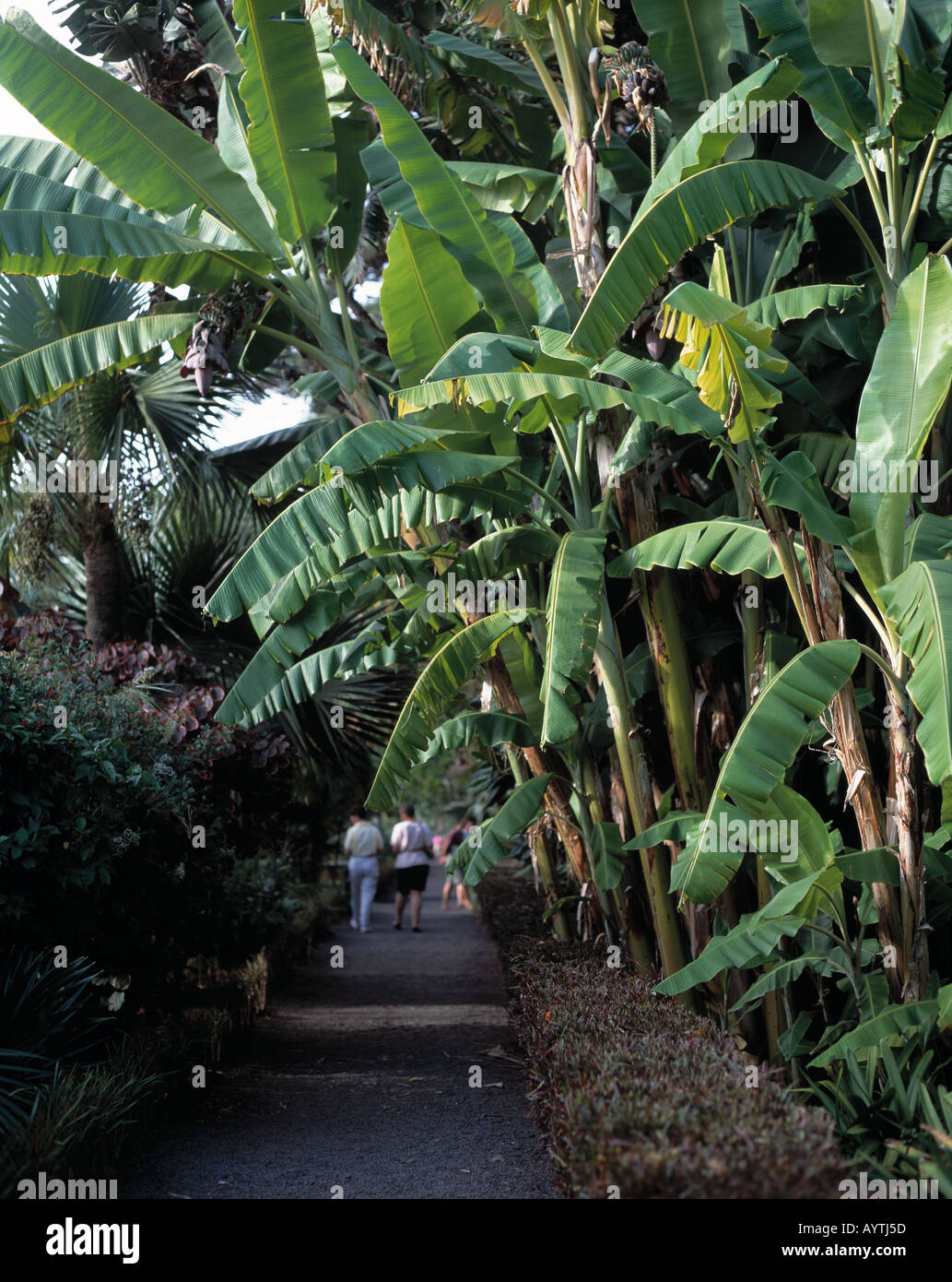 Botanischer Garten, Bananenbaum, La Orotava, Teneriffa, Kanarische ...