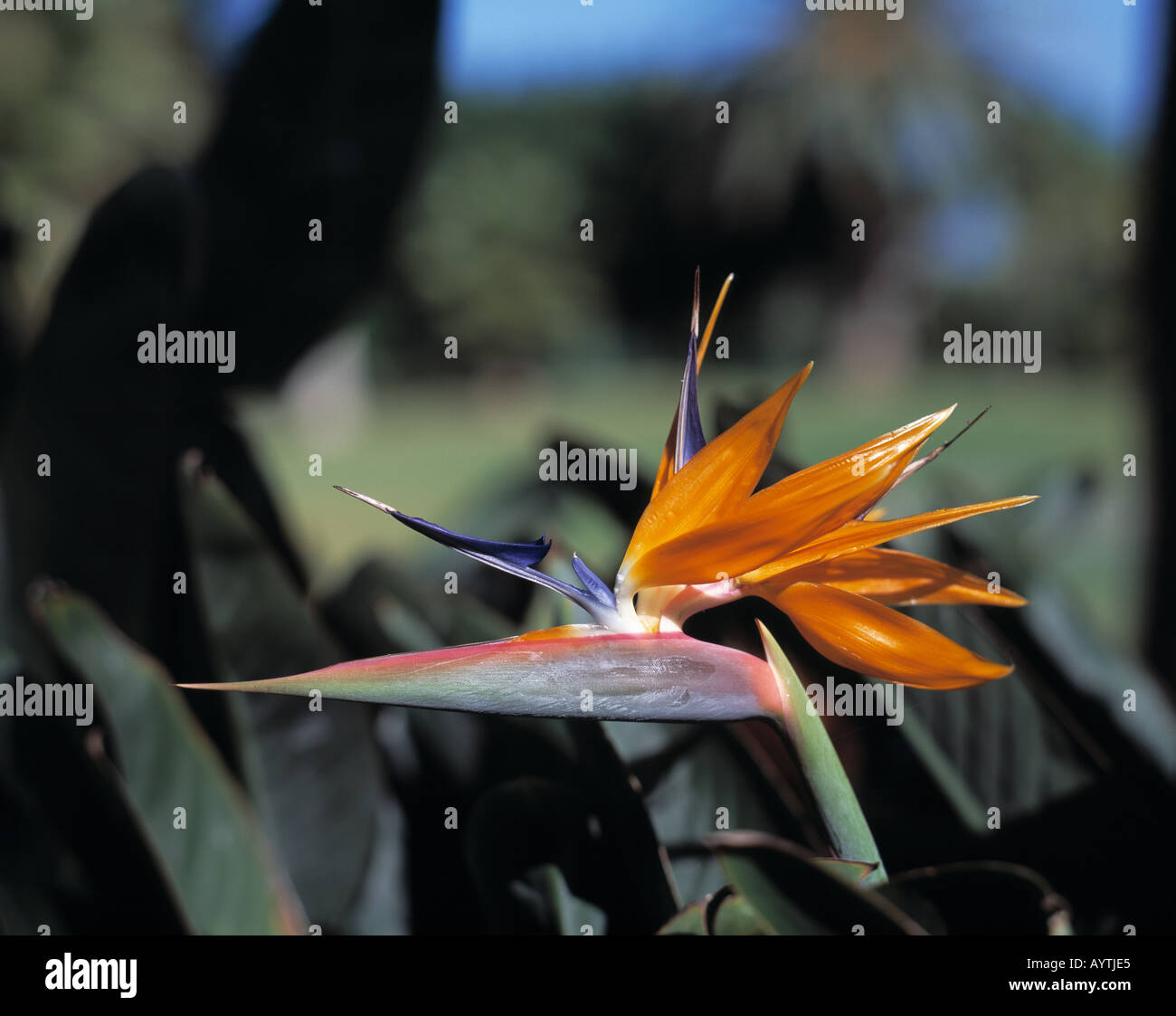 Strelitzia reginae blume hi-res stock photography and images - Alamy