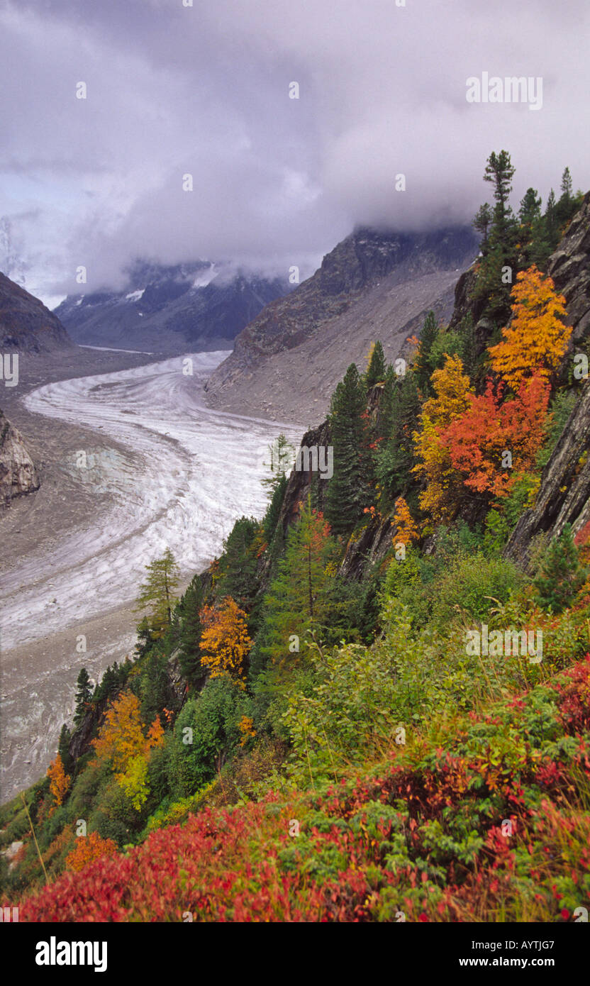 Autumn vegetation beside the Mer de Glace, Chamonix Valley, French Alps ...