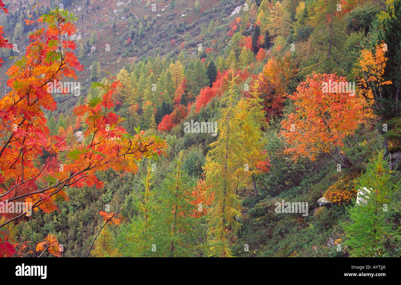 Mountainside trees hi-res stock photography and images - Alamy