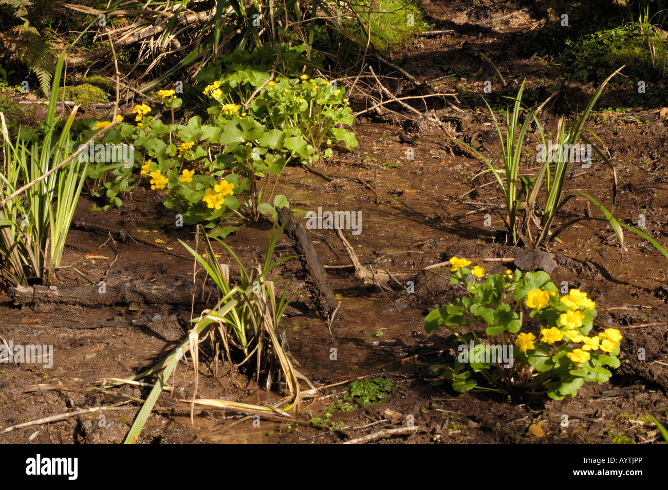 Marsh marigold, caltha palustris Stock Photo - Alamy