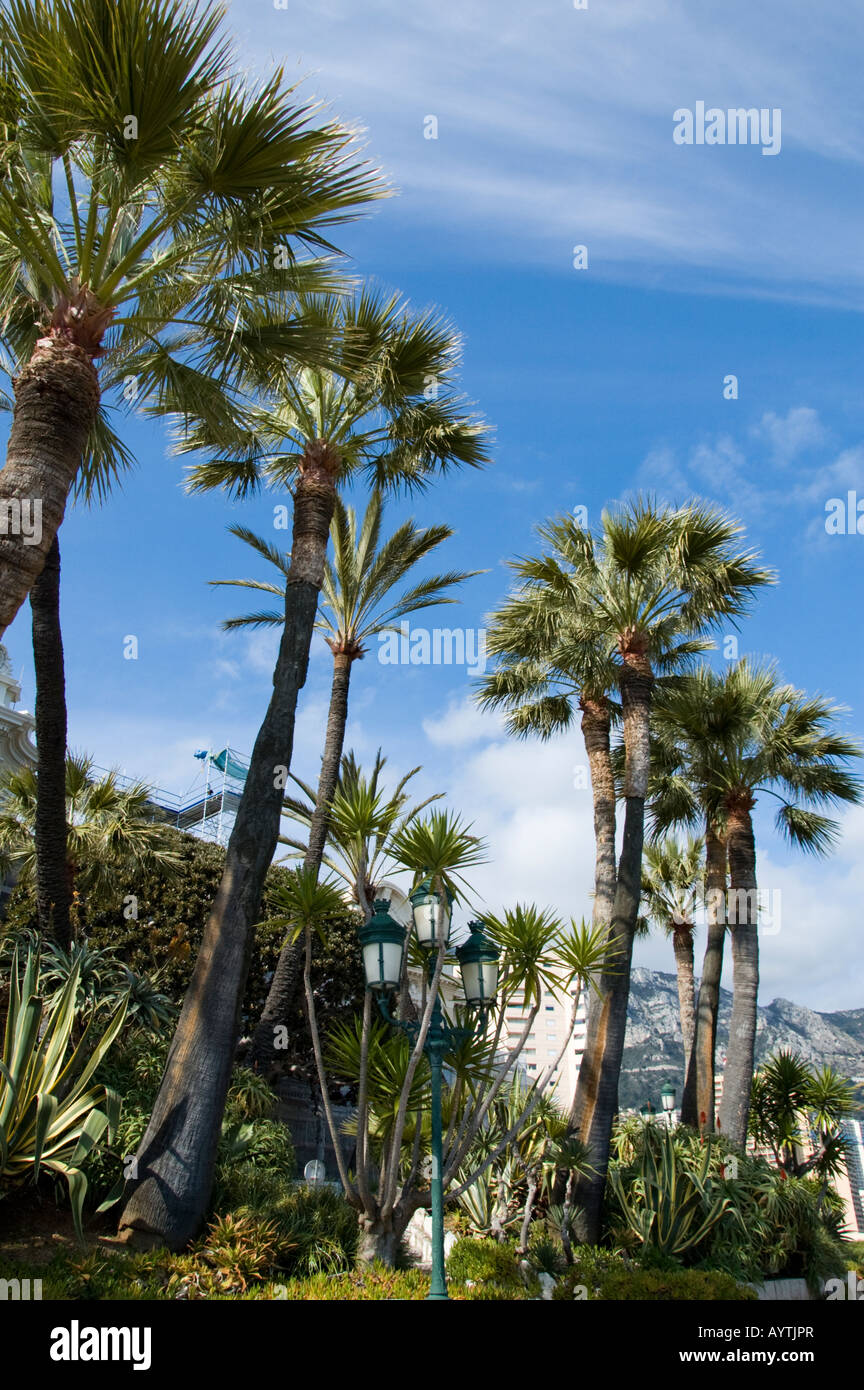 Palm trees and street lamps in Monte Carlo, Monaco Stock Photo - Alamy