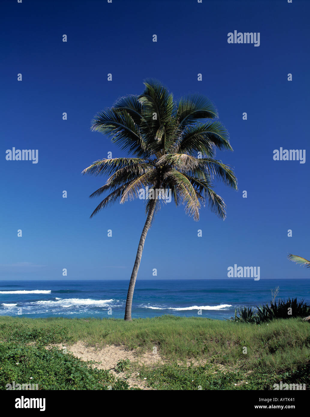 Playa cabarete strand hi-res stock photography and images - Alamy