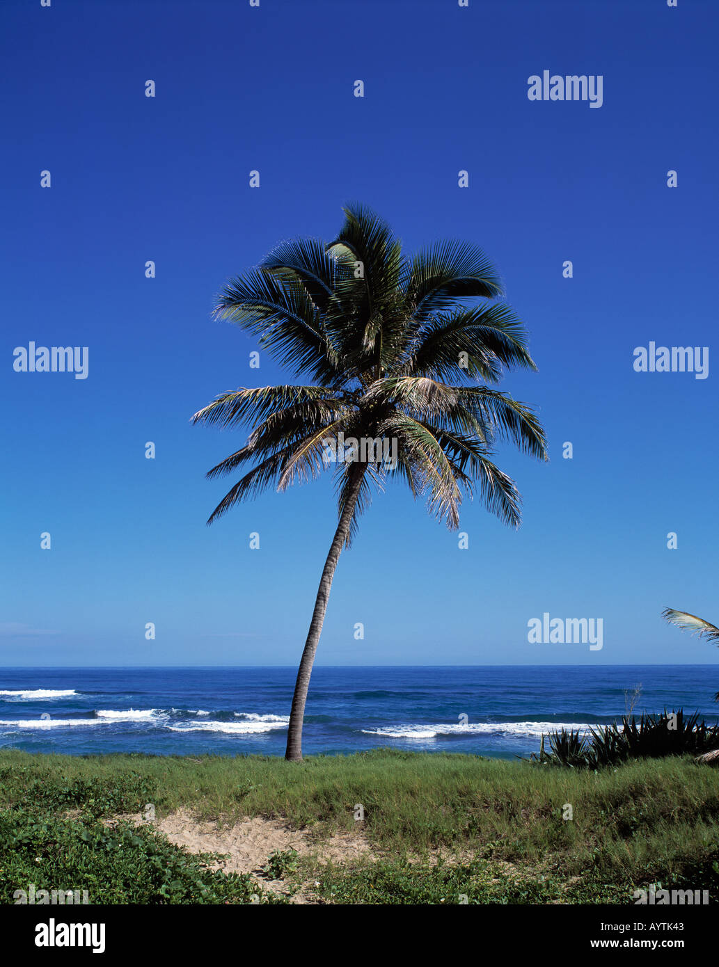 Playa cabarete strand hi-res stock photography and images - Alamy