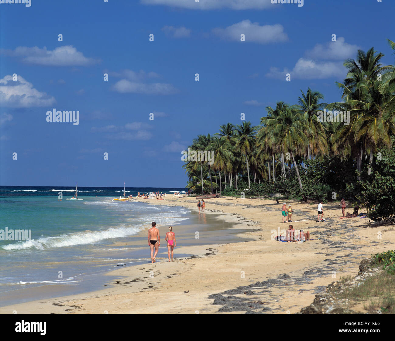 Palmenhain am Strand Las Terrenas auf der Halbinsel Samana ...