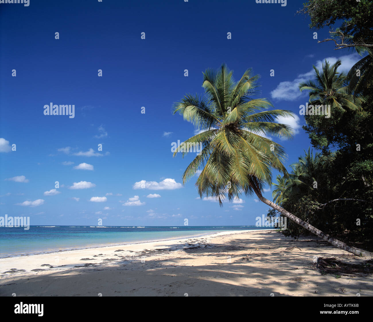 Palme am Strand Las Terrenas auf der Halbinsel Samana, Dominikanische ...