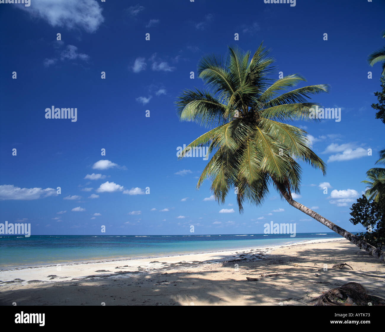 Palme am Strand Las Terrenas auf der Halbinsel Samana, Dominikanische ...