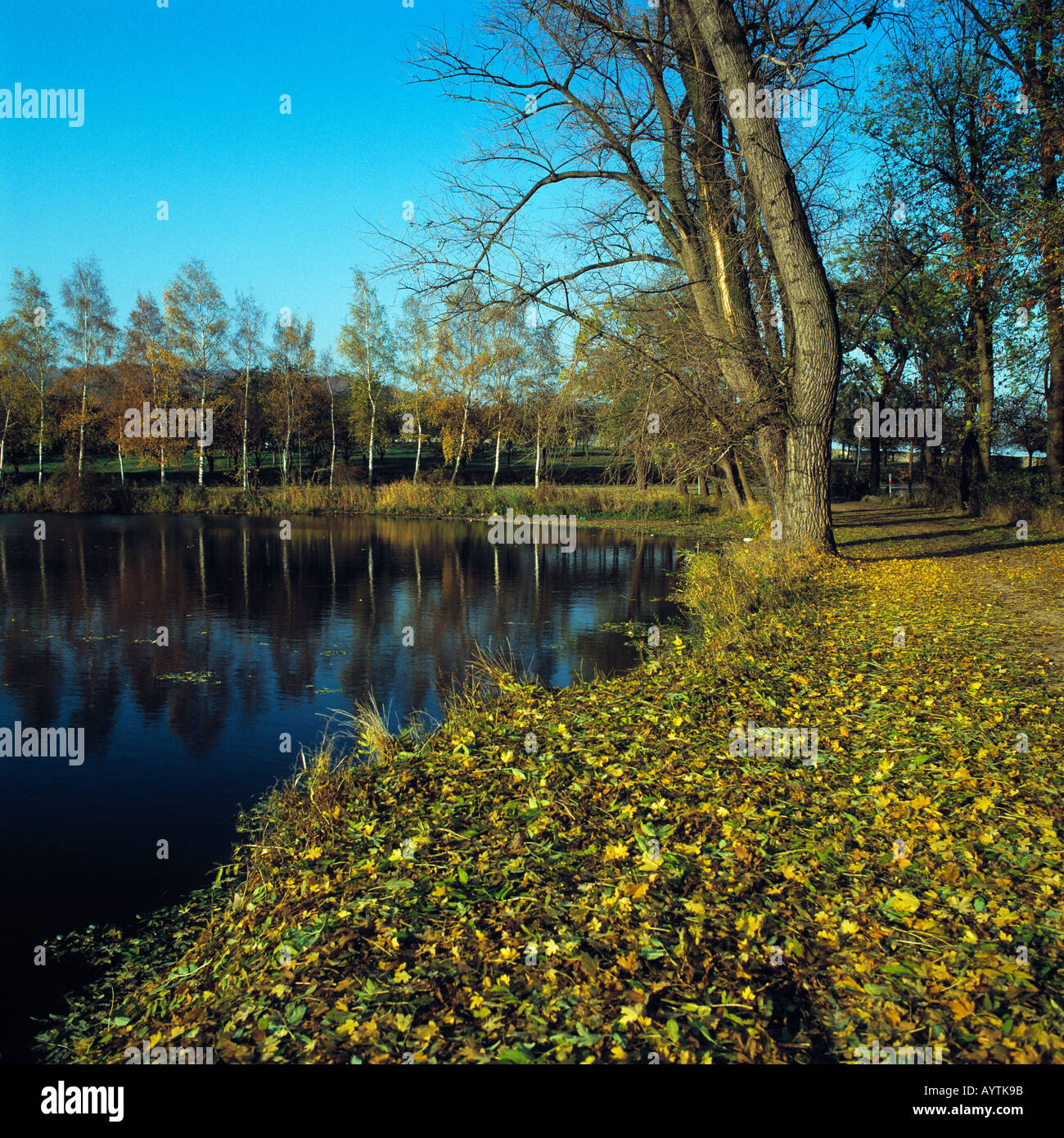 herbstliche Landschaft am Kloster Marienrode, gefaerbtes Laub ...