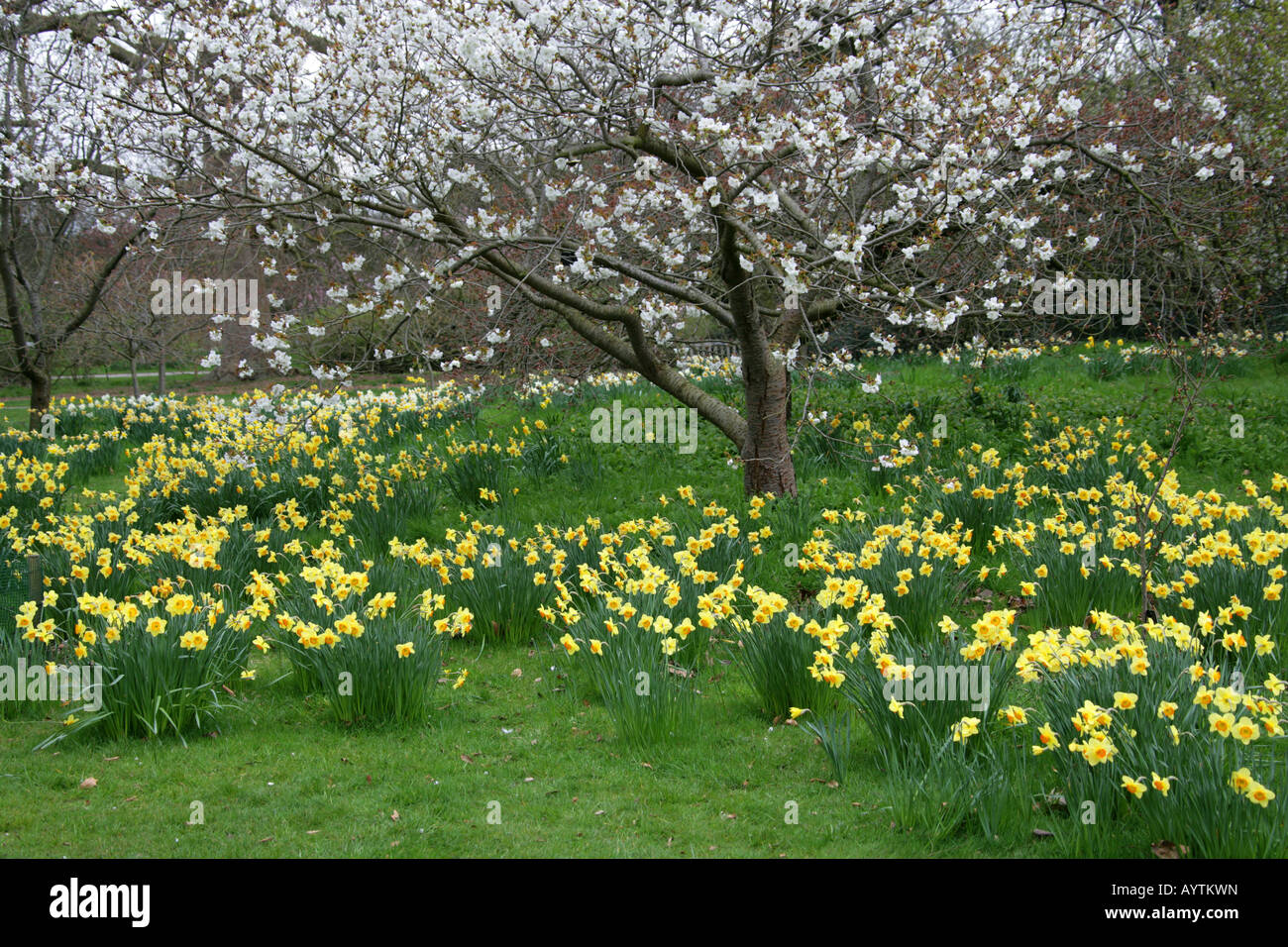 British flowering hi-res stock photography and images - Alamy