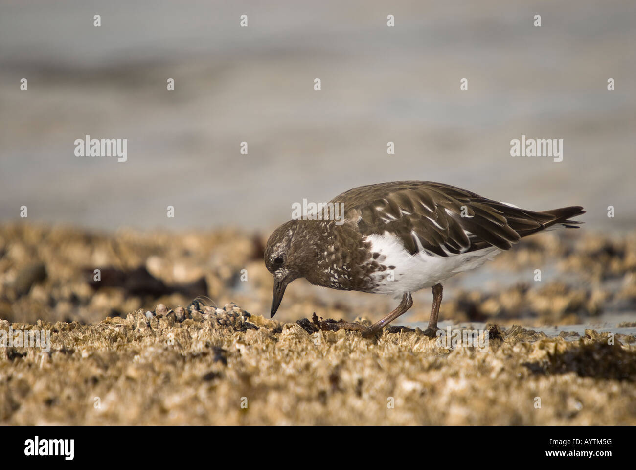Black turnstone foraging among the barnacles at the water's edge Stock ...