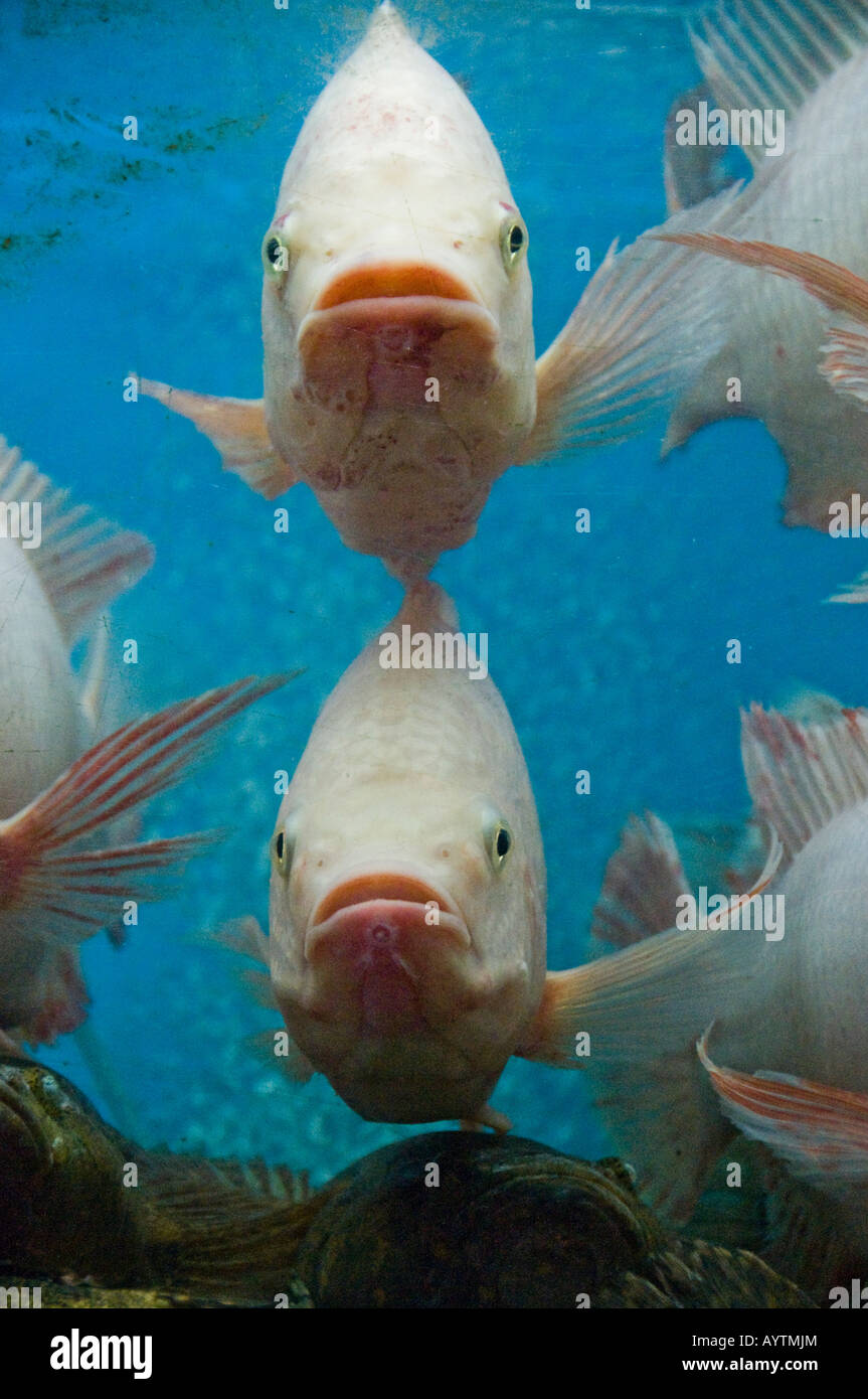 Two fish facing hi-res stock photography and images - Alamy