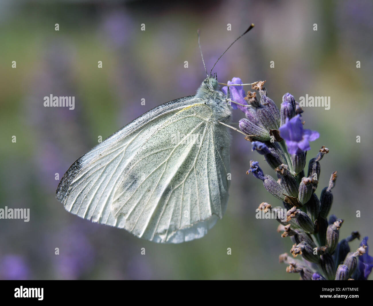 Large White Butterfly Stock Photo - Alamy