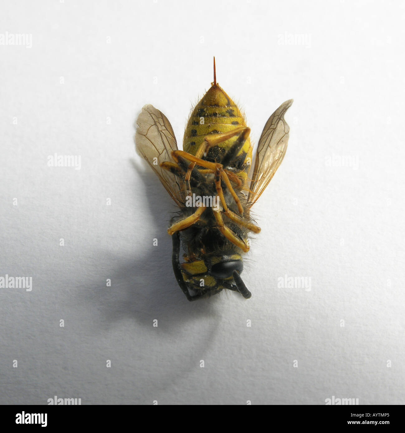 Wasp sting swat hi-res stock photography and images - Alamy